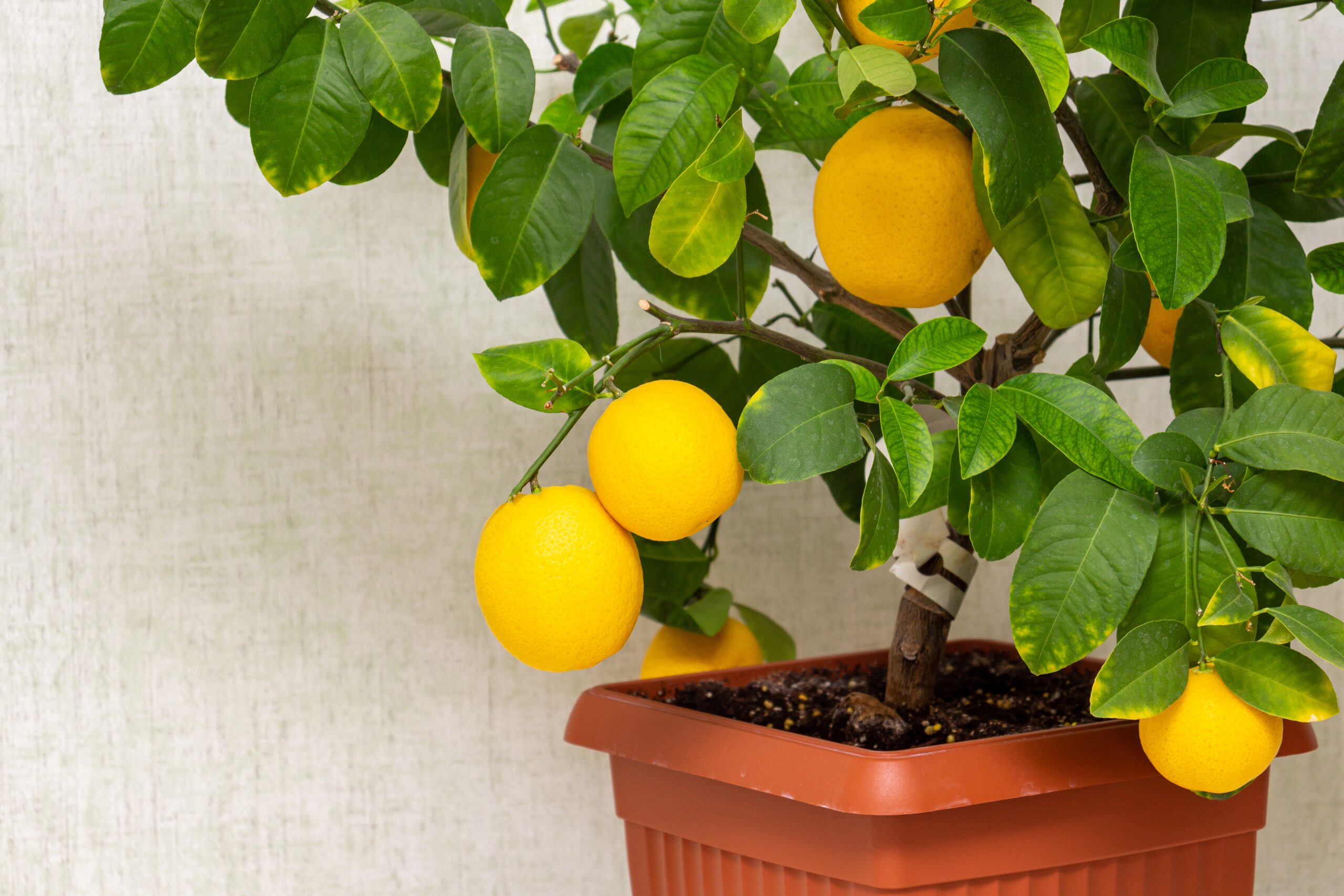 Garden Variety: Growing your own citrus indoors | News, Sports, Jobs ...